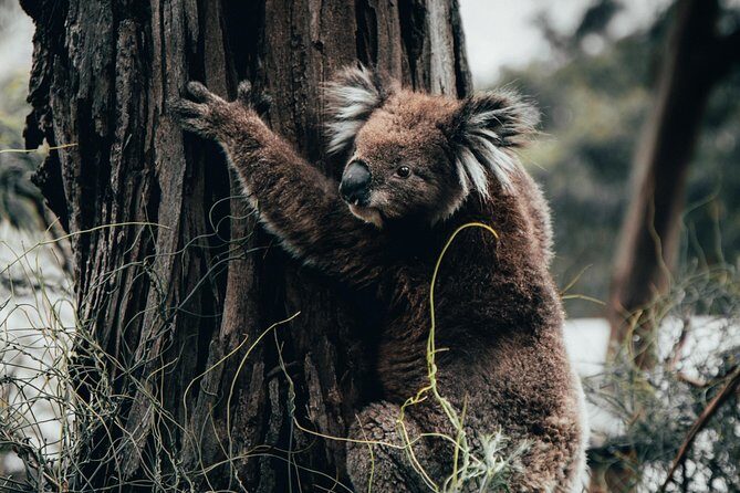 12 Apostles, Otways & Great Ocean Road Day Tour - 8 person max - The Itinerary in Detail