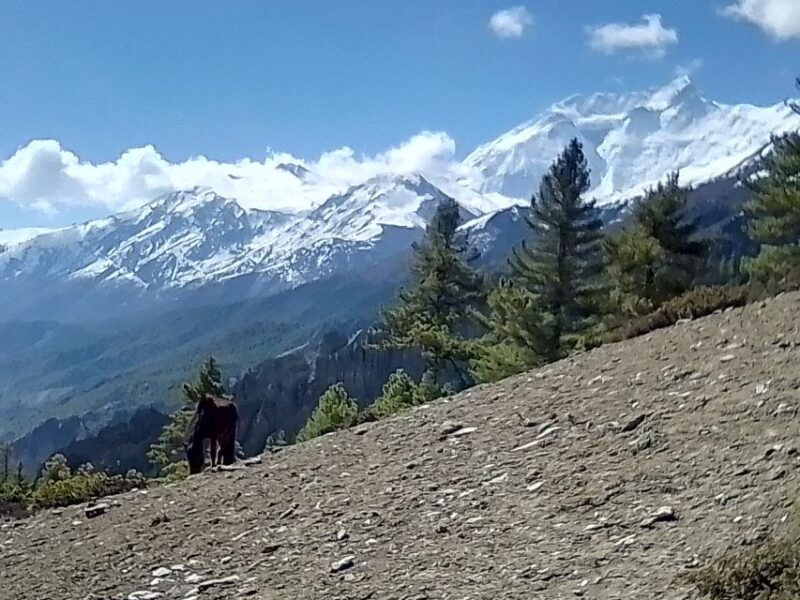 12 Day Annapurna Circuit Trek from Pokhara or Kathmandu - Key Points