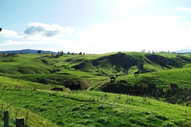 12 Day New Zealand Private Tour from Auckland to Stewart Island - The TranzAlpine and the Majesty of Mount Cook