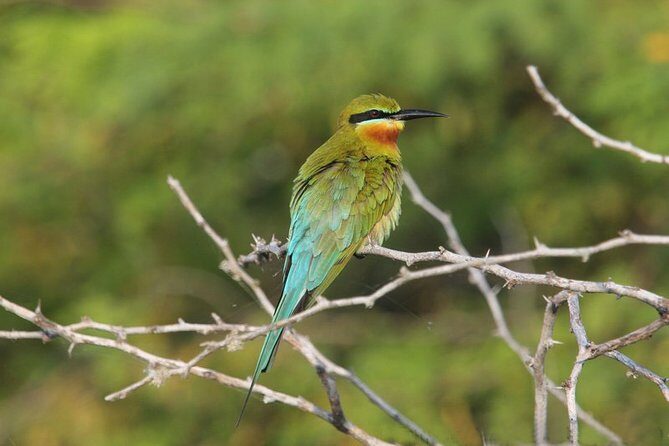 12 Nights Wild Life & Nature Tour - A Closer Look at the Itinerary and Highlights