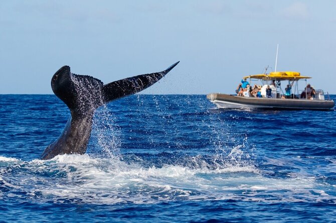 12 Passenger Kaanapali Beach Whale Watch tour. Onboard Whale Mic - Practical Details and Tips