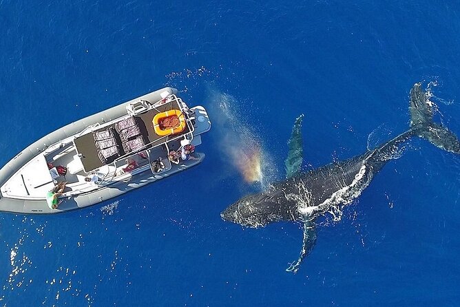 12 Passenger Kaanapali Beach Whale Watch tour. Onboard Whale Mic - Final Thoughts: Who Should Consider This Tour?