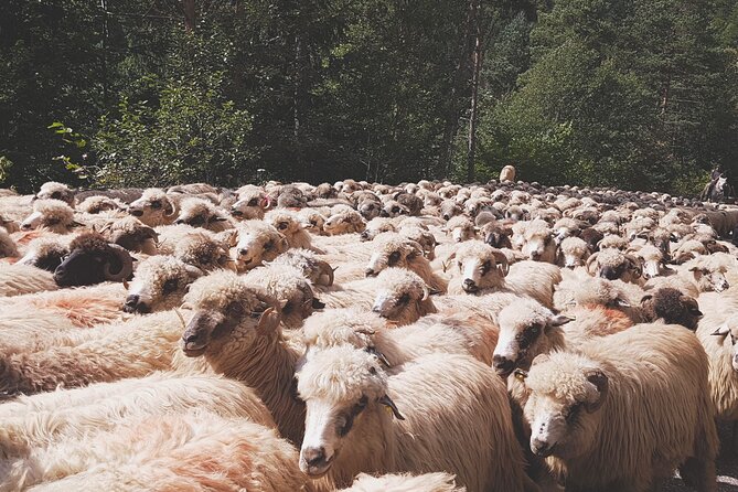 13 Days Private Tour in Romania from Bucharest - Final Thoughts