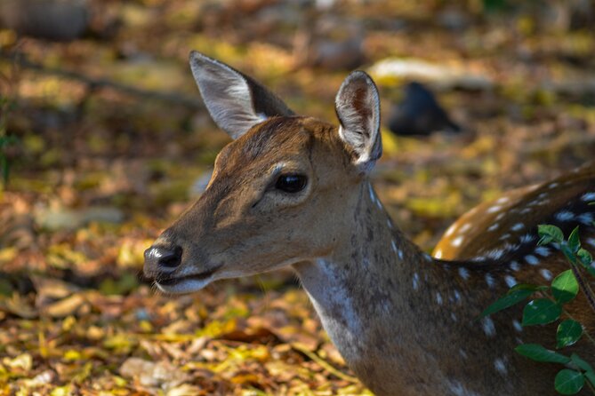 14-Day Private Tour in Sri Lanka - The Sum Up