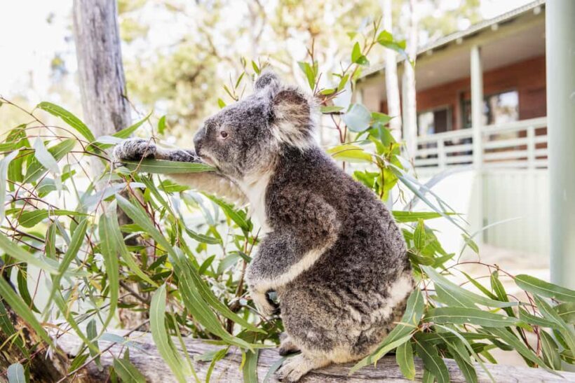 14-Day Sydney to Cairns, Fraser, Whitsundays Comfort Tour - Key Points