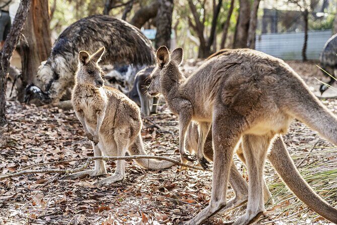 14 Day Tour from Sydney to Cairns Fraser Island and Whitsundays - Practical Tips for Prospective Travelers