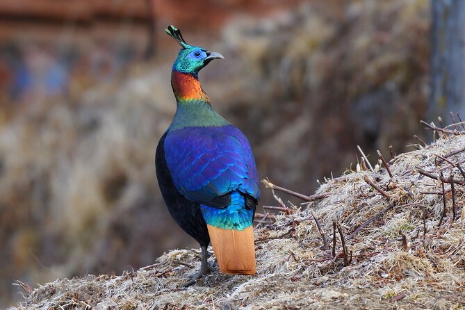 15-Day Bird Watching and Cultural Tour in Bhutan - Who Is This Tour For?