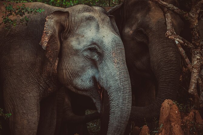 15-Day Tour in Sri Lanka with Private Driver - Who Will Enjoy This Tour?