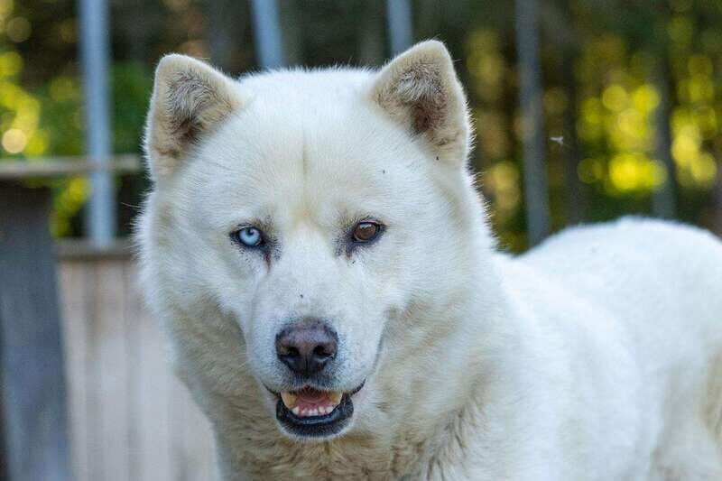 15 min. Tadoussac : Behind-the-Scenes Sled Dog Kennel Tour - An In-Depth Look at the Sled Dog Kennel Tour