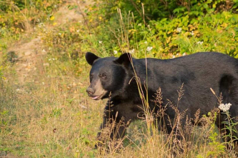 15 min. Tadoussac : Black Bear Observation with Expert Guide - Authenticity and Visitor Feedback
