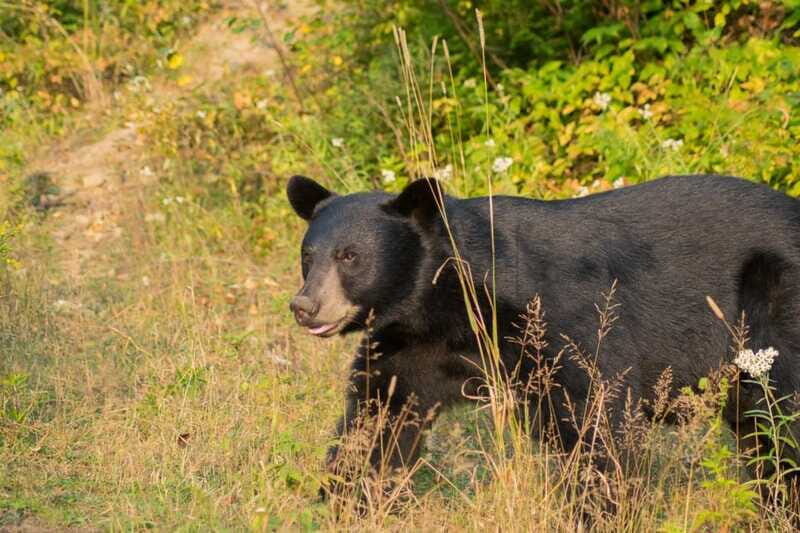 15 min. Tadoussac : Black Bear Observation with Expert Guide - Who Should Consider This Tour?
