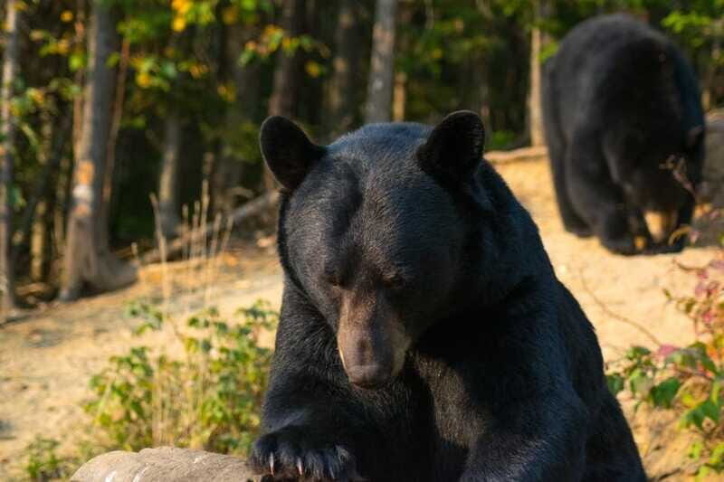 15 min. Tadoussac : Black Bear Observation with Expert Guide - FAQ