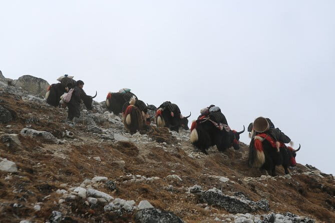 16 - Day Jumolhari Combo Trek in Bhutan - Who is This Tour Best For?