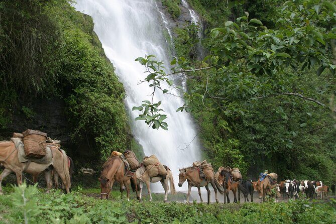 17 Nights Laya Gasa Trek with Royal Highland festival - A Detailed Journey Through Bhutan’s Wilderness and Culture