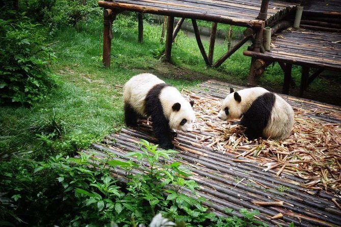 18-Day Classic China Tour: Xi'an-Chengdu-Zhangjiajie-Shanghai - Detailed Review of the 18-Day China Tour