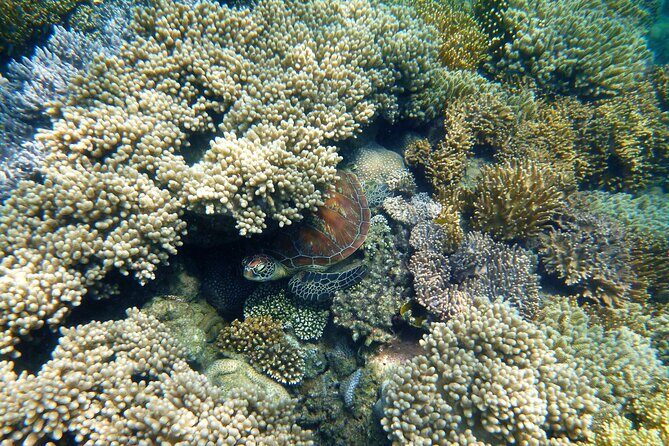 2 1/4 hr Low Isles Reef Sprinter Snorkeling Tour-No Island Access - The Itinerary: What to Expect from Start to Finish