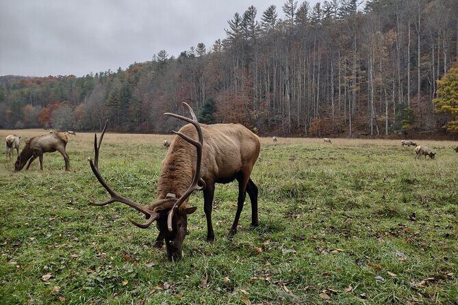 2.5-3 hour Smoky Mountain Cherokee Blue Ridge Parkway Safari tour - Analyzing the Value