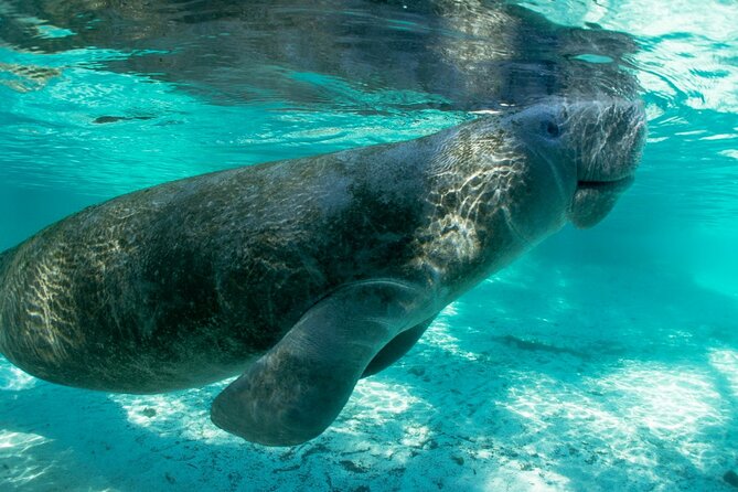 2.5-Hour Guided Group Kayak Tour on Big Hickory Pass - Final Thoughts on Value and Experience
