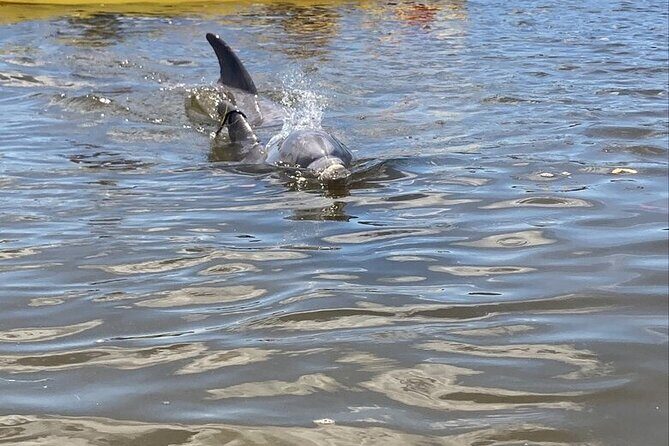 2.5 Hour Kayaking with Manatee and History Tour in Tarpon Springs - Introduction