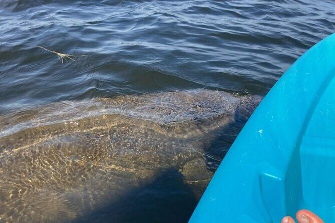 2.5 Hour Kayaking with Manatee and History Tour in Tarpon Springs - Key Points