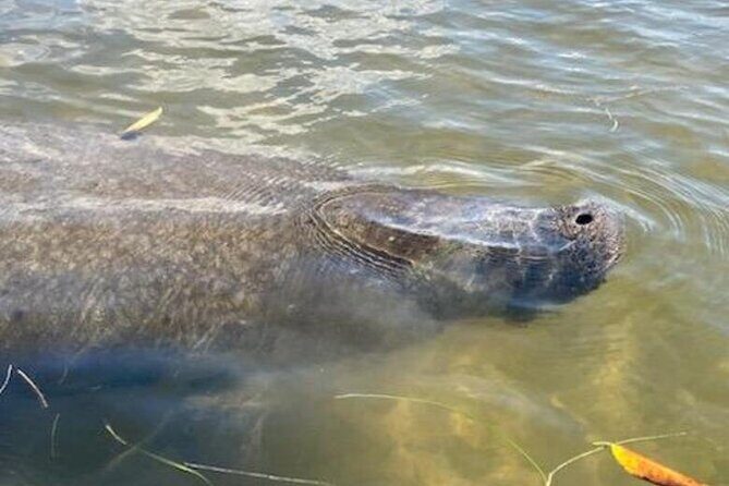 2.5 Hour Kayaking with Manatee and History Tour in Tarpon Springs - FAQ