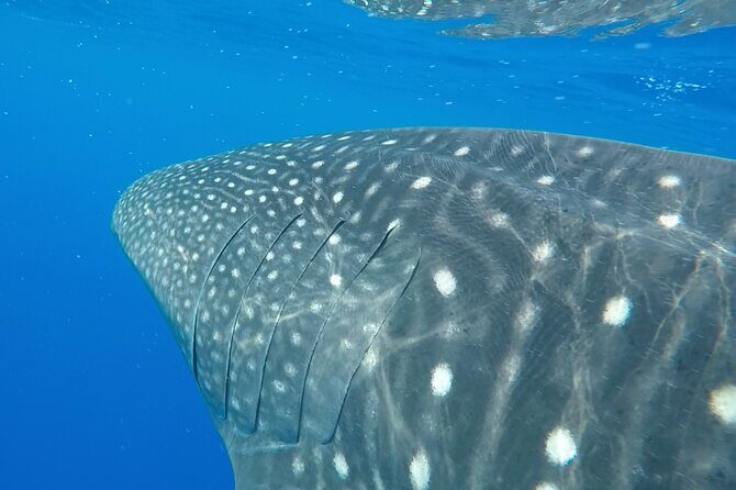 2.5 Hour Morning Snorkel - Marine Life and Scenic Highlights
