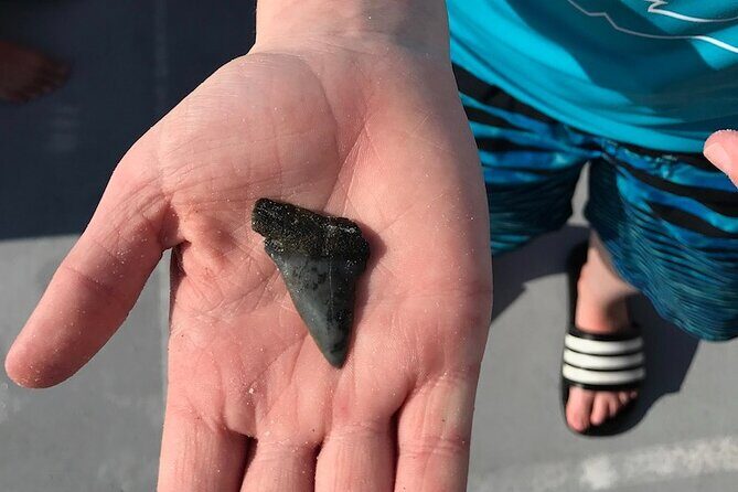 2.5 Hour Shell Key Island Adventure Including Dolphins And Shells - Who Will Enjoy This Trip?