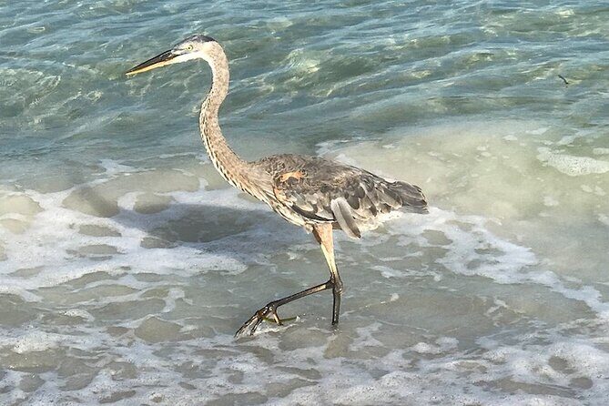 2.5 Hour Shell Key Island Adventure Including Dolphins And Shells - Practical Tips for Travelers