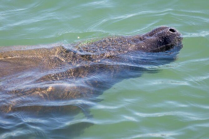 2.5 Hour Shell Key Island Adventure Including Dolphins And Shells - FAQ