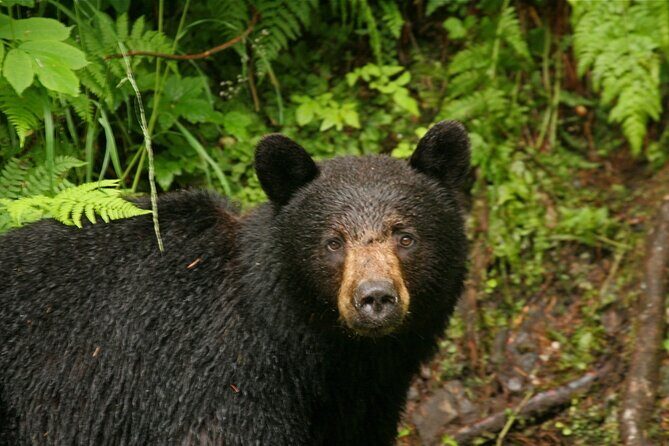 2.5 Hour Tour in Ketchikan on the Tongass Trolley - FAQ