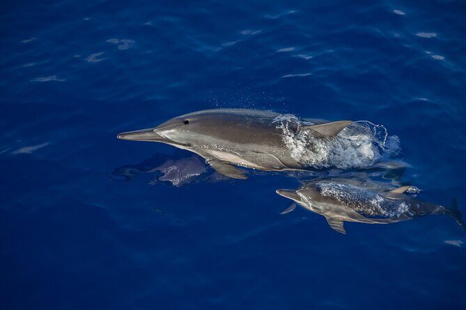 2.5-Hour Whale Watching On A 41' Super-Raft - FAQs