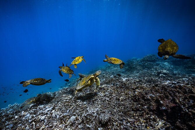 2.5 Hour Xpress Snorkel From Ka'Anapali Beach - Key Points