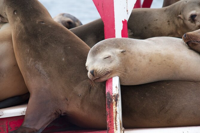2.5 Hours of Fun: Catamaran Sunset Sail - Breathtaking Sunset Views