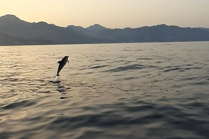 2.5 Hours Sunset Boat Tour in Search of Dolphins - Practical Details and What You’ll Experience