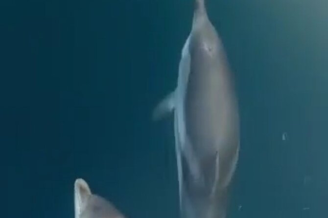 2.5 Hours Sunset Boat Tour in Search of Dolphins - Authentic Moments and Review Highlights