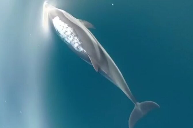 2.5 Hours Sunset Boat Tour in Search of Dolphins - Final Thoughts: Is It Worth It?