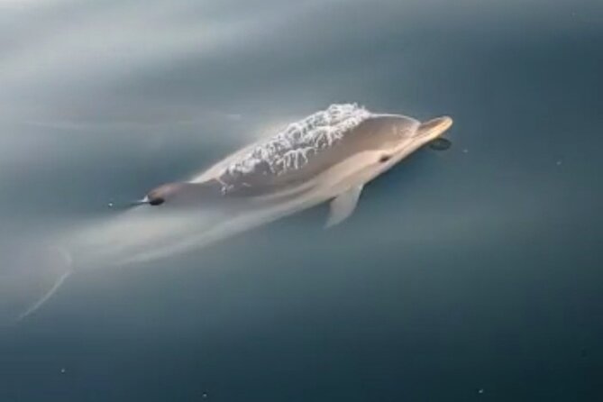 2.5 Hours Sunset Boat Tour Review - Accessibility and Participation