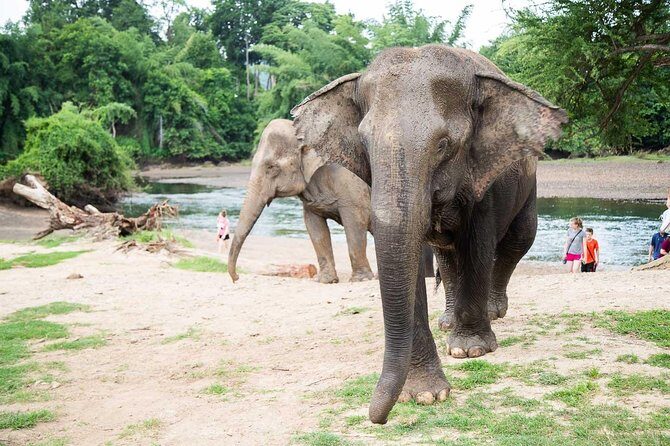 2 day 1 night Elephant World Kanchanaburi from Bangkok - An In-Depth Look at the Elephant World Experience
