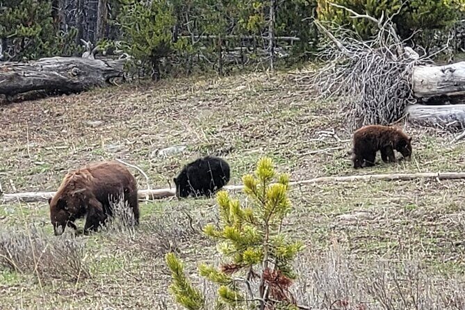 2 Day 1 Night Yellowstone with Expert Guide - A Deep Dive into the 2-Day Yellowstone Experience
