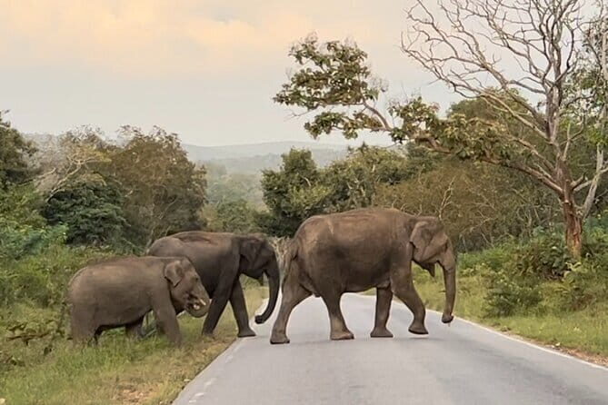 2 Day Bandipur Safari and Mysore Palace Tour - Key Points