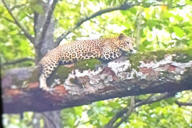 2 Day Bandipur Safari and Mysore Palace Tour - A Closer Look at the Experience