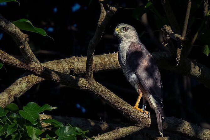 2-Day Bird Watching Tour in the Sierra de Bahoruco - The Sum Up: Who Should Consider This Tour?