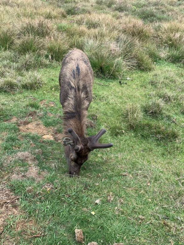 2-Day Ella Tour: Diyaluma Falls Horton Plains & Scenic Train - Key Points