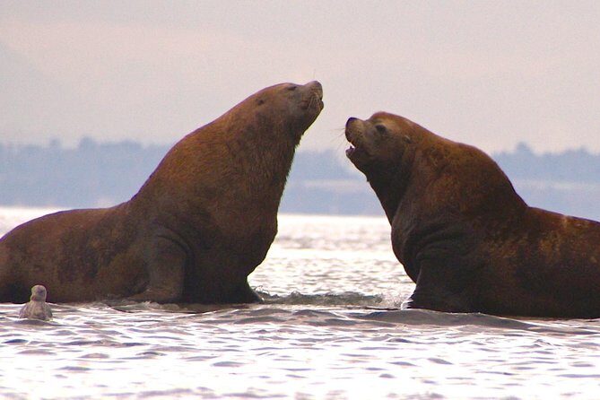 2-Day Fully-Catered Kayak Camping Trip in the San Juan Islands - Breaking Down the Itinerary