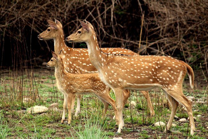2 Day Jim corbett national park tour with 2 Safari - Transportation, Comfort, and Practicalities