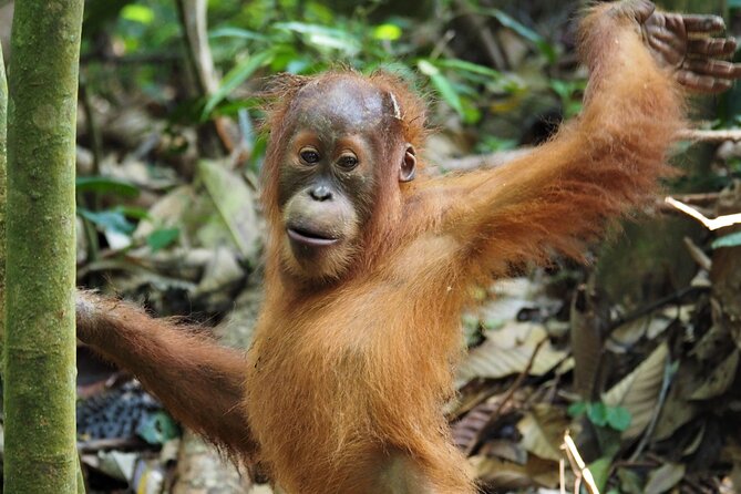 2-Day Jungle Trekking & Rafting in North Sumatra - What’s Included and What’s Not