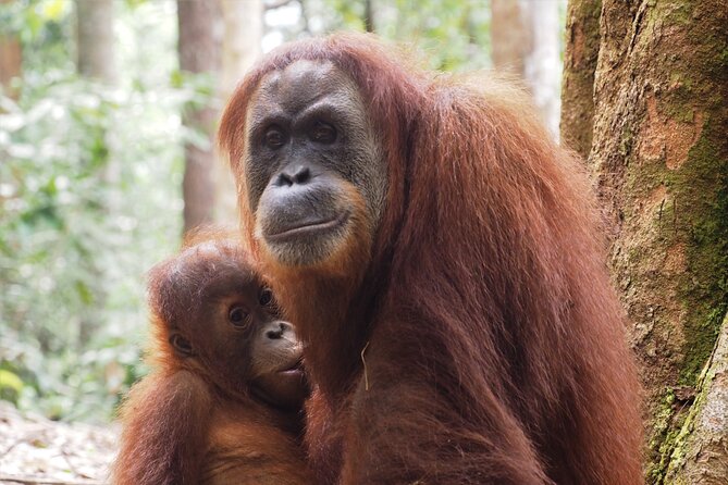 2-Day Jungle Trekking & Rafting in North Sumatra - Practical Tips for Travelers