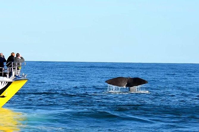 2 Day Kaikoura Whale and Dolphin Tour from Christchurch - What We Think About the Cost and Value