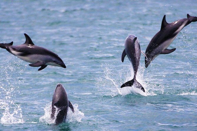 2 Day Kaikoura Whale and Dolphin Tour from Christchurch - FAQs
