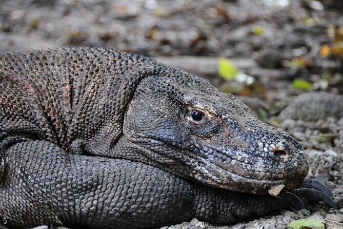 2-Day Komodo National Park and Rinca Island Wildlife Adventure from Bali - Analyzing the Experience: What You Can Expect